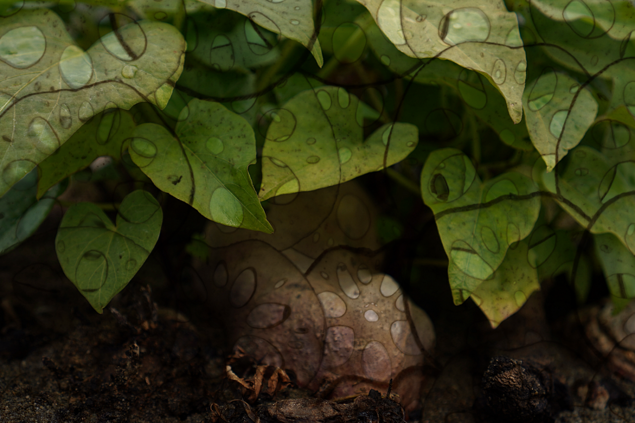 Field/Works II — Hora nei te Kakano (here the seed is sown)